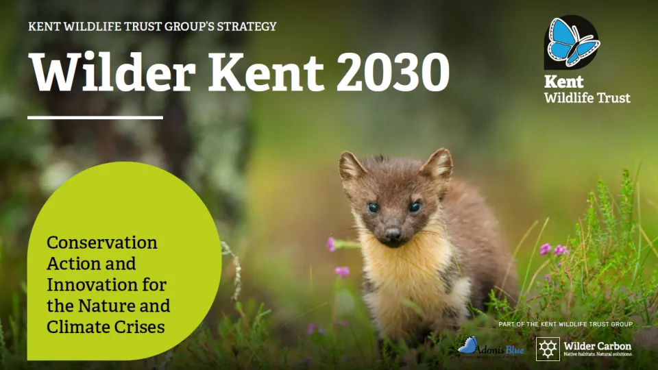 Biodiversity | Kent Wildlife Trust